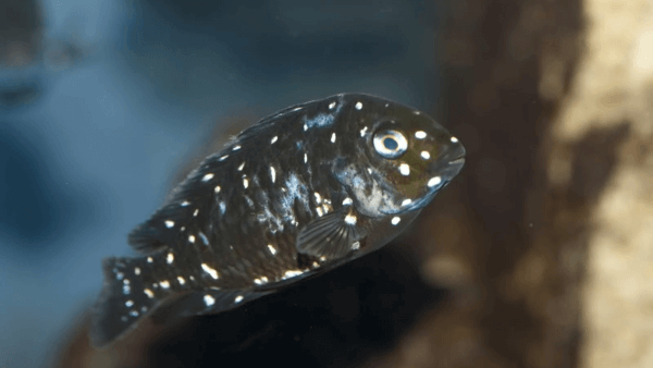 Dermocystidiosis – CRoA