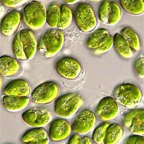 La Microfauna en el Acuario Marino y su cuidado – CRoA